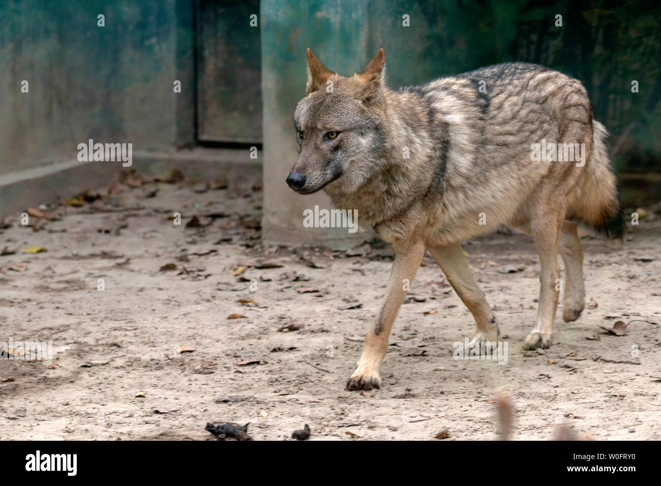 Coyote eating meat hi-res stock photography and images - Alamy