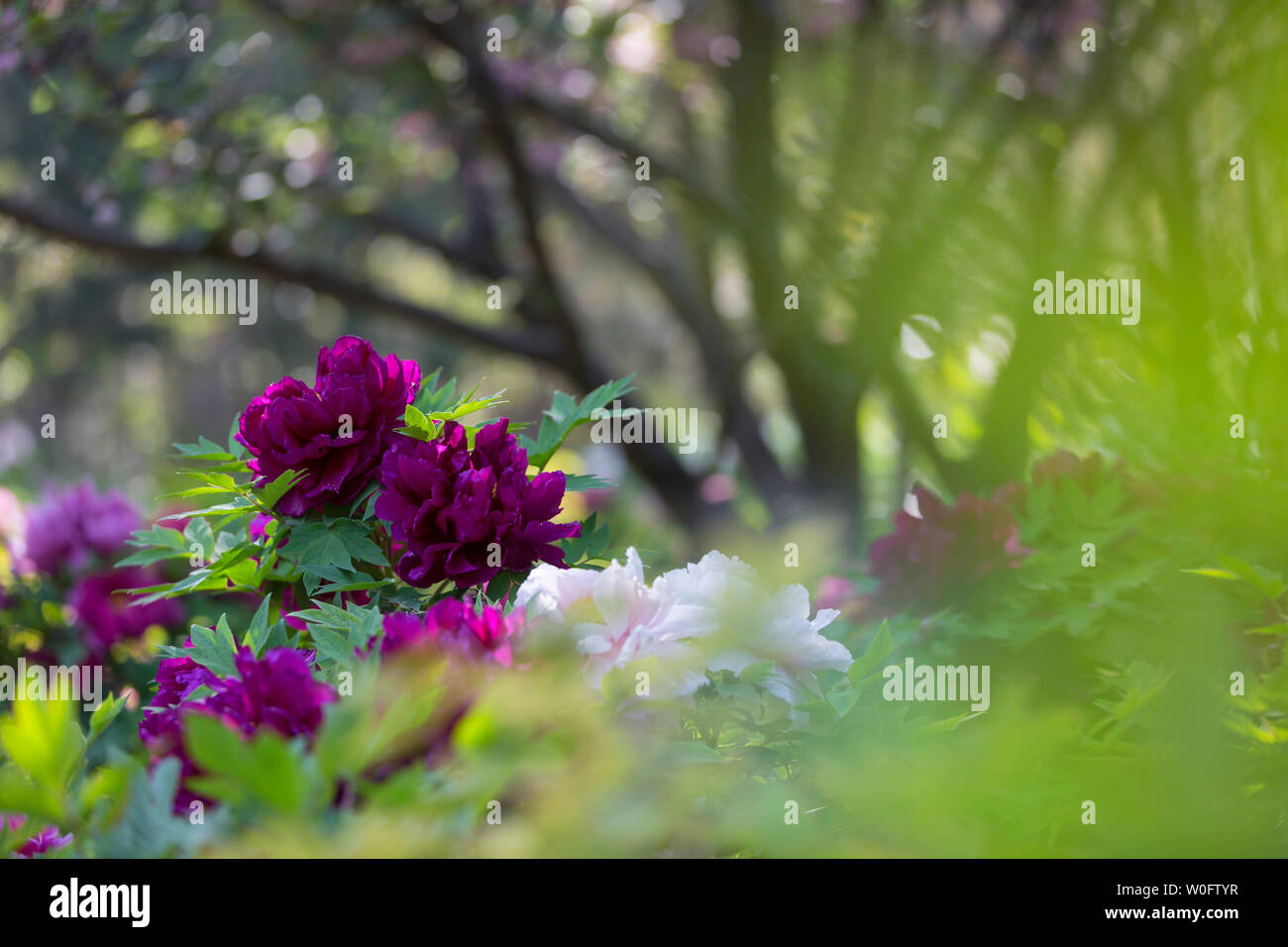 Peony flowers in Sui and Tang Botanical Garden in Luoyang, Henan ...