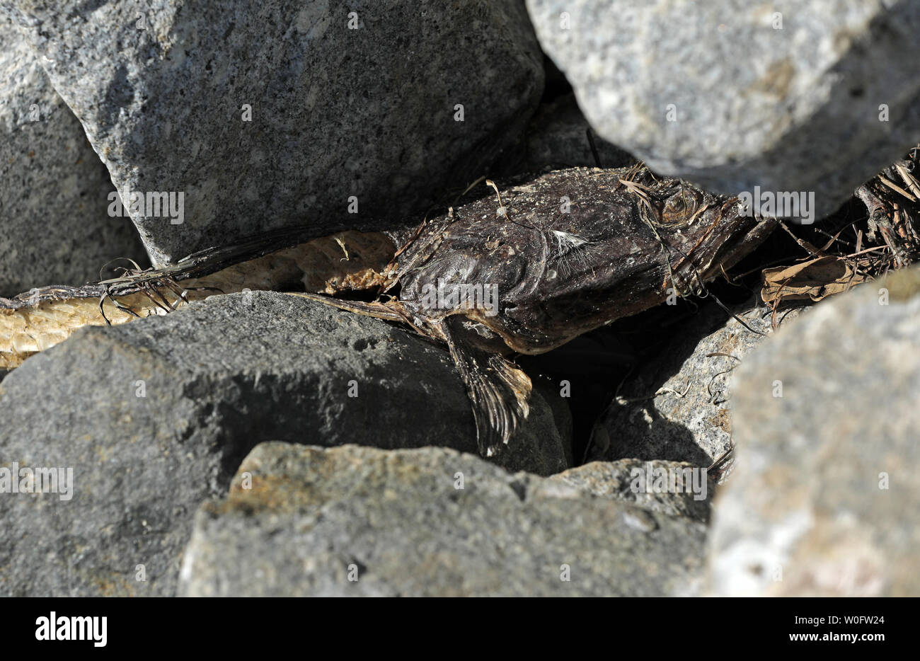 Dead fish Fish head Fish skeleton on the beach Stock Photo - Alamy