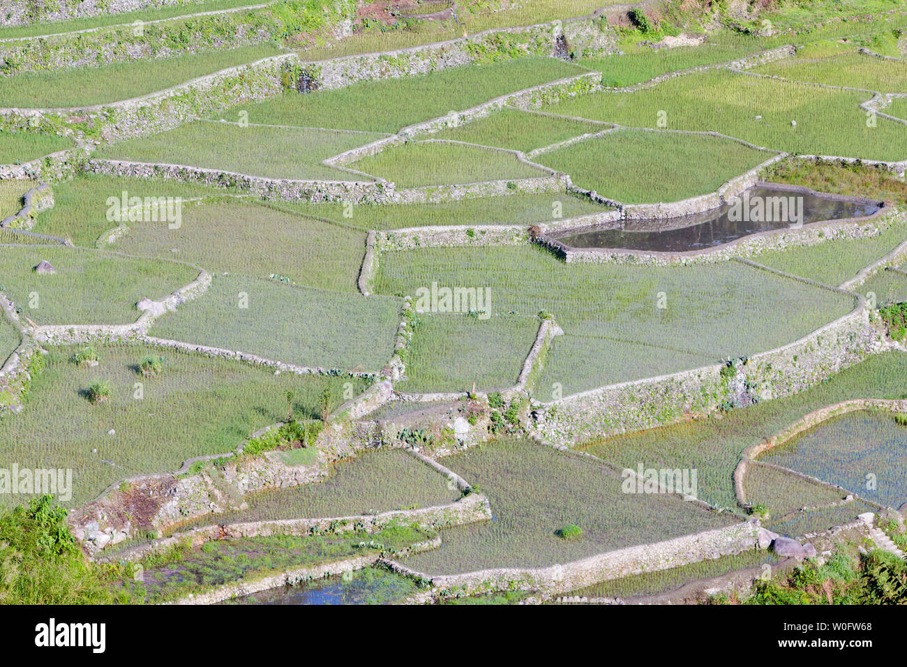 Hapao rice terraces, near Banaue, Philippines Stock Photo - Alamy