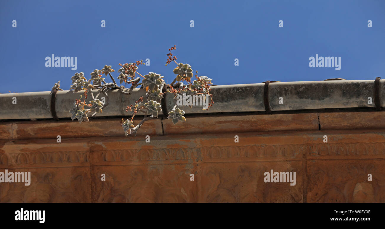 Plants in a gutter Stock Photo - Alamy