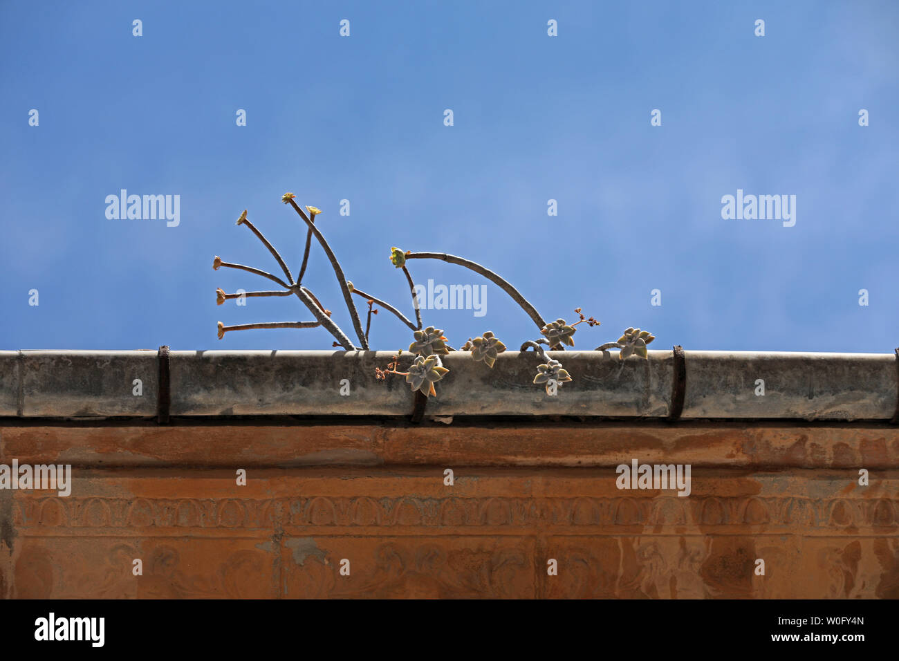 Plants in a gutter Stock Photo - Alamy
