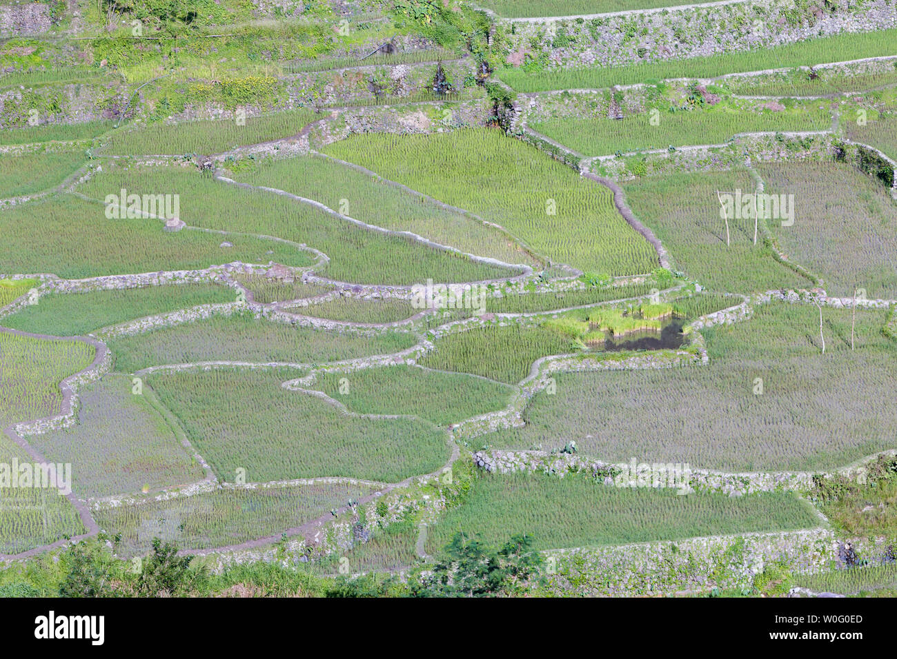 Hapao rice terraces, near Banaue, Philippines Stock Photo - Alamy