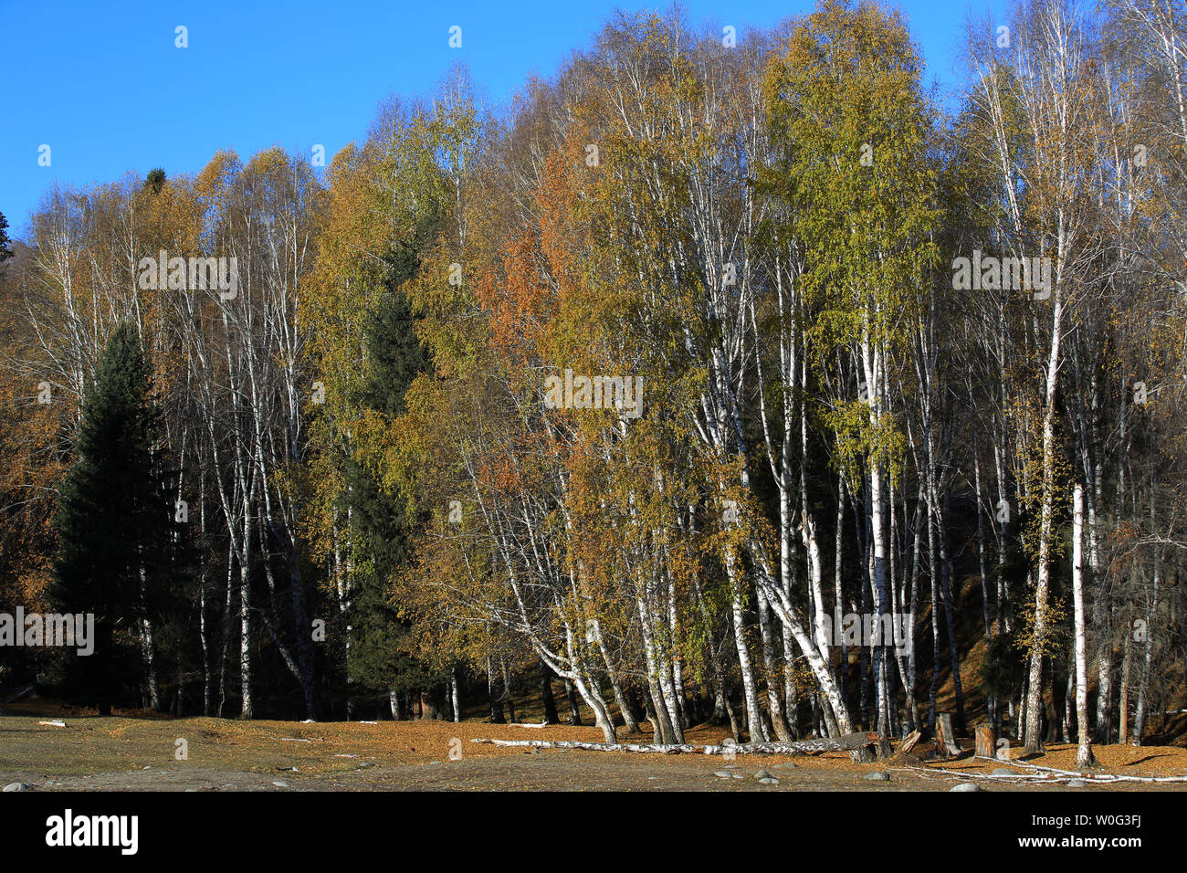 Autumn color of grasses Stock Photo - Alamy