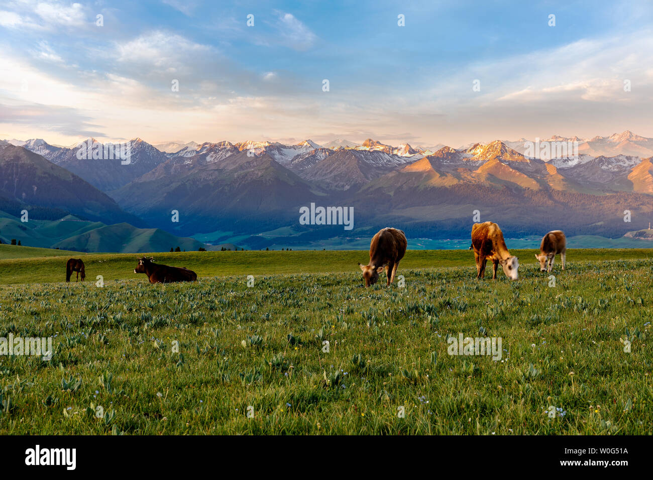 Summer prairie scenery in Xinjiang, sunset of Kerajun prairie Stock ...