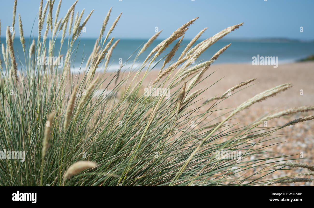 Waving grasses hi-res stock photography and images - Alamy