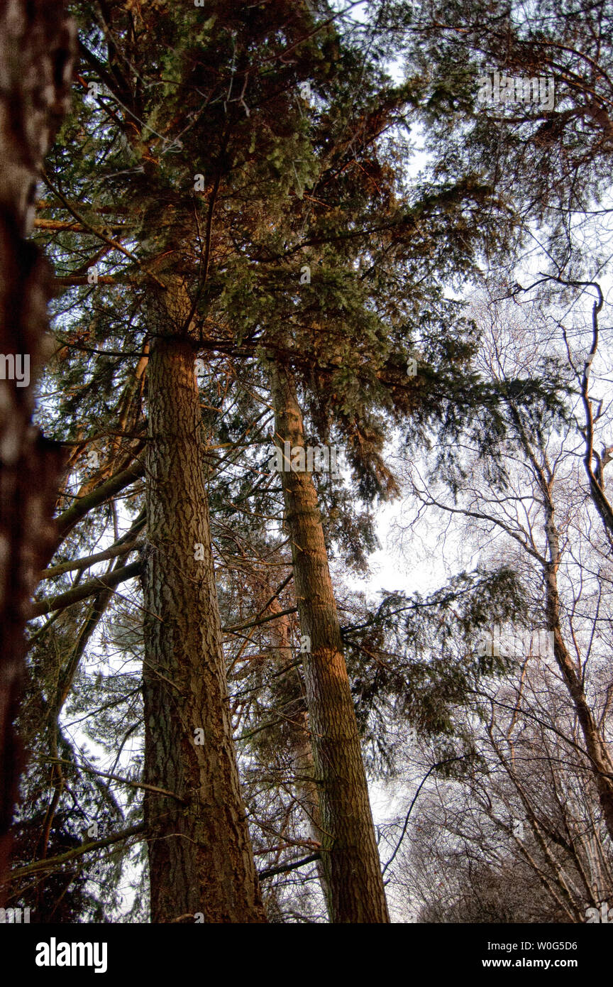 Fisheye view trees hi-res stock photography and images - Alamy