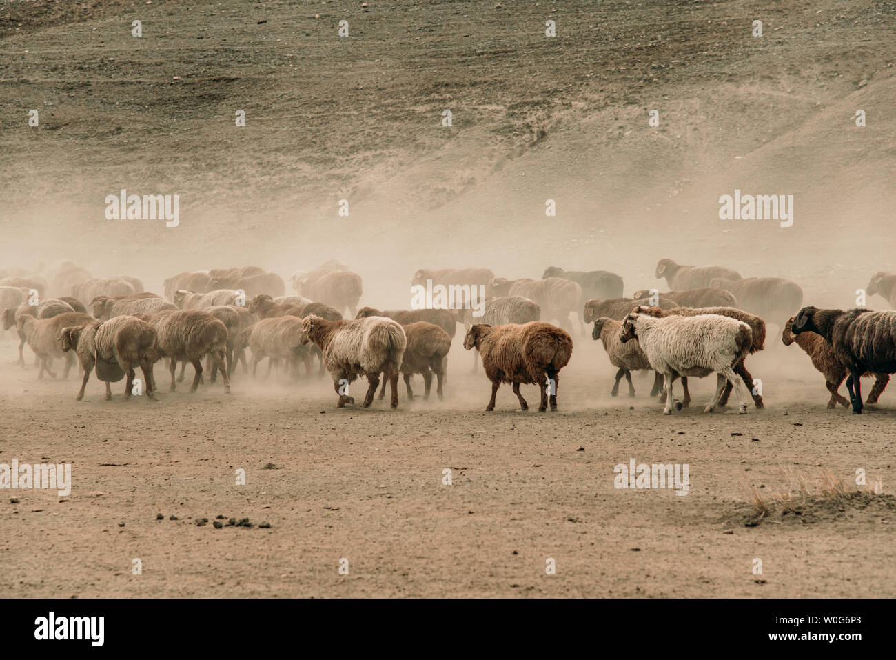 Migration of herders Stock Photo - Alamy