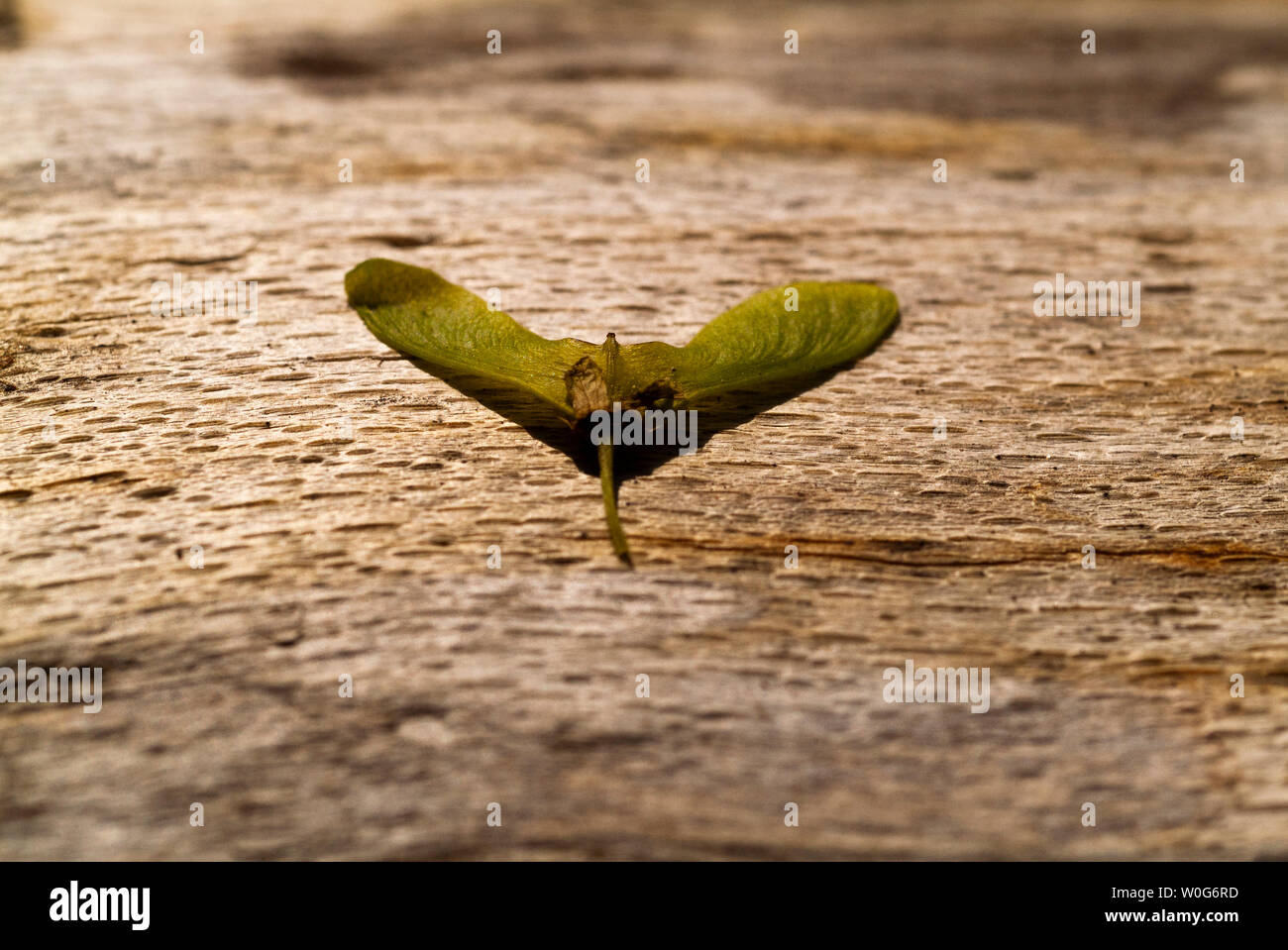 NATURAL: A maple tree seed leaf lay on a wooden log Stock Photo - Alamy