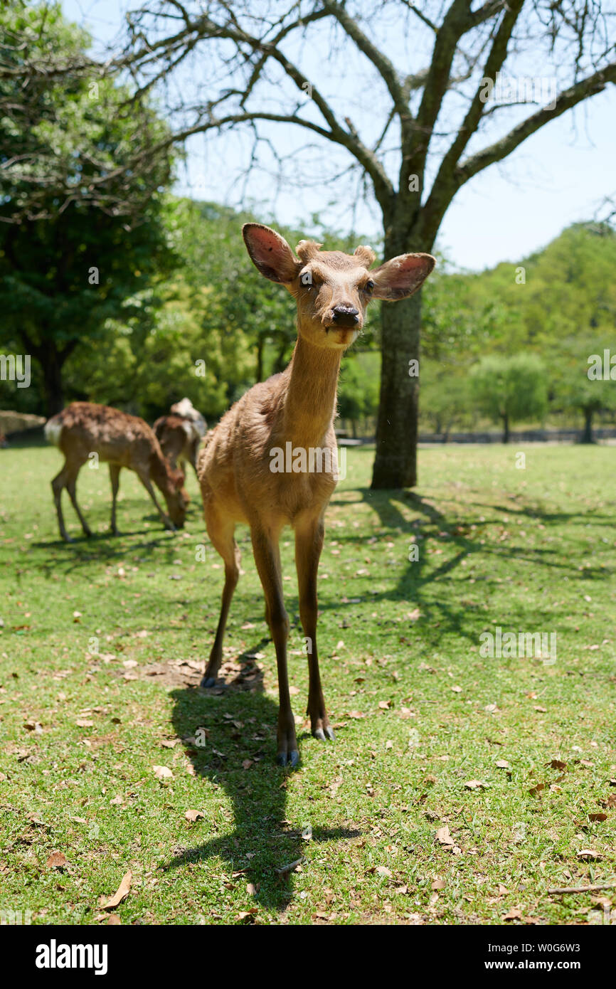 Japanese deers hi-res stock photography and images - Alamy