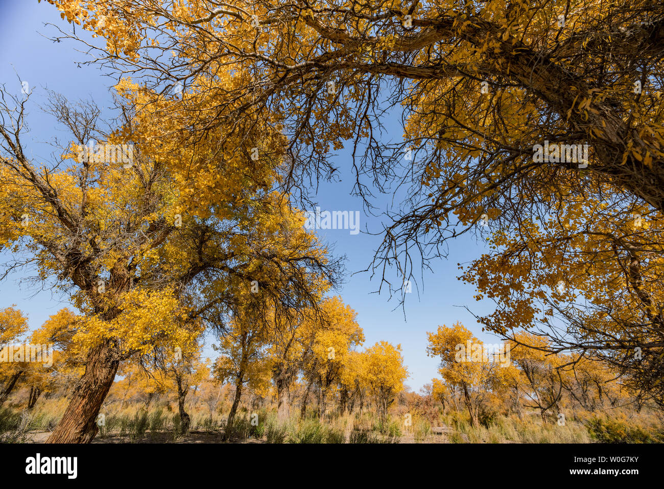 Hu Yang Lin in the sand Stock Photo - Alamy