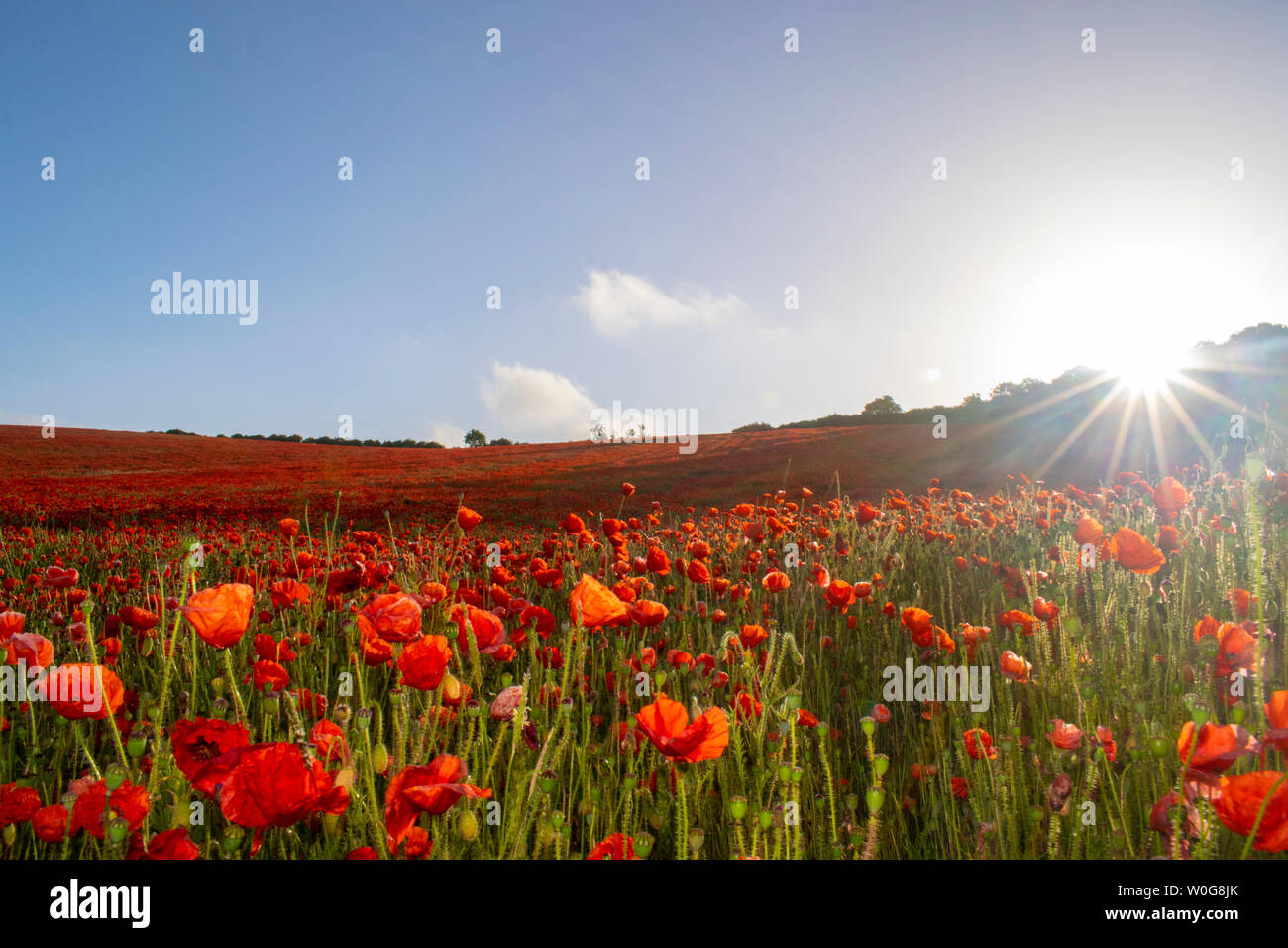 Sunrise poppies poppy hi-res stock photography and images - Alamy