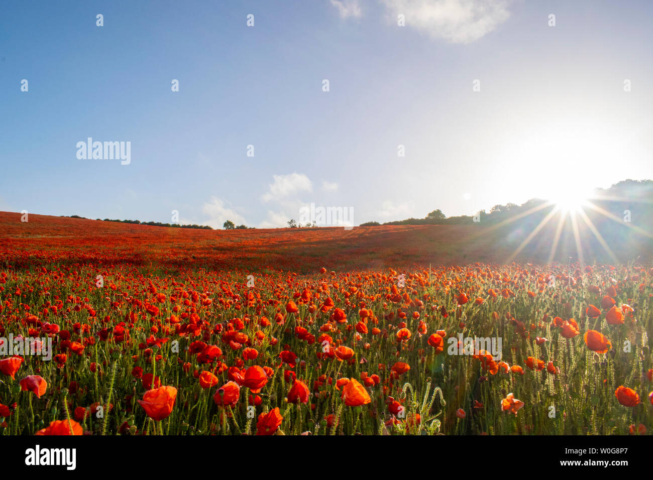 Poppy lane hi-res stock photography and images - Alamy