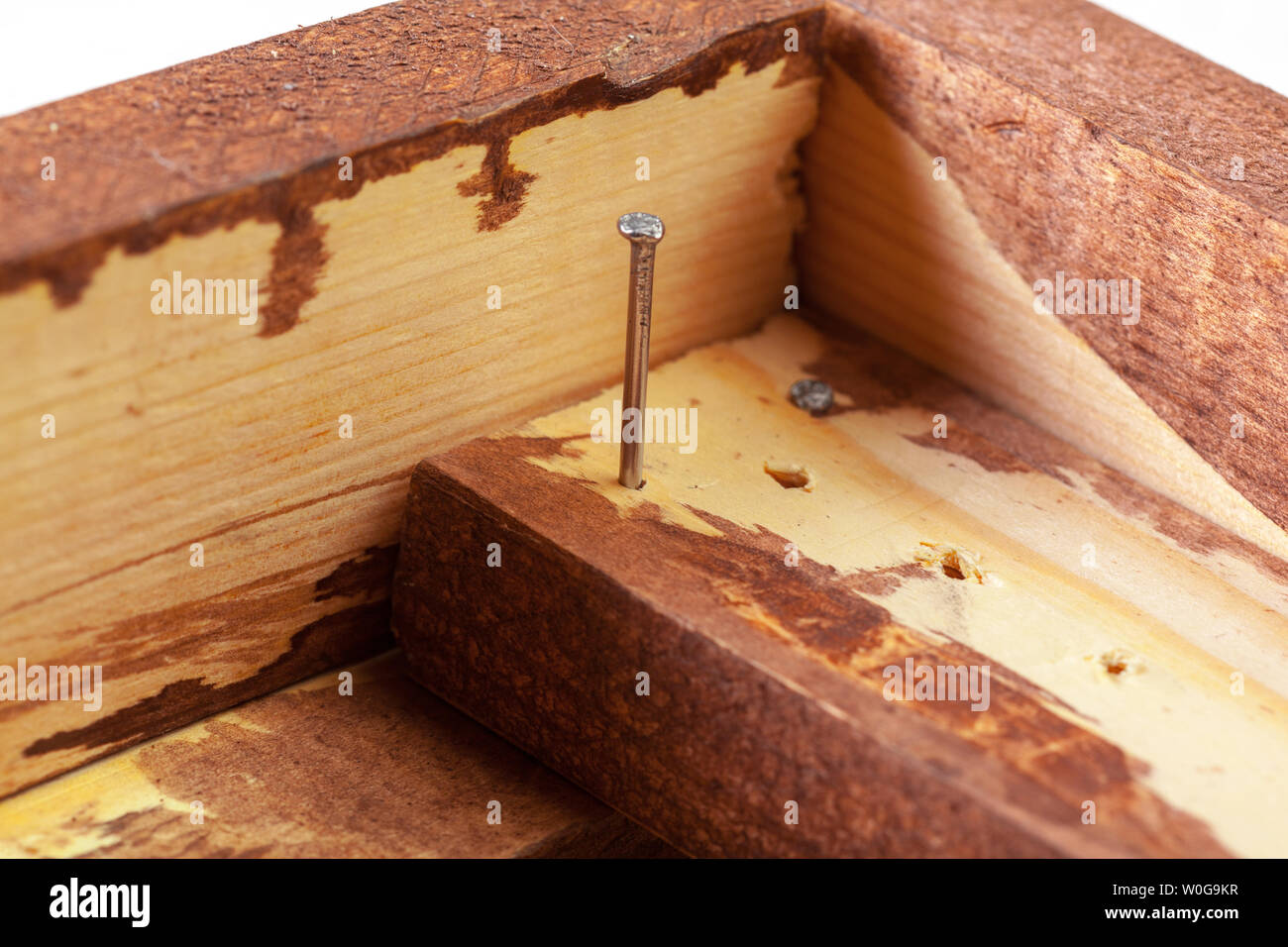 Hammered nails into a tree Stock Photo - Alamy