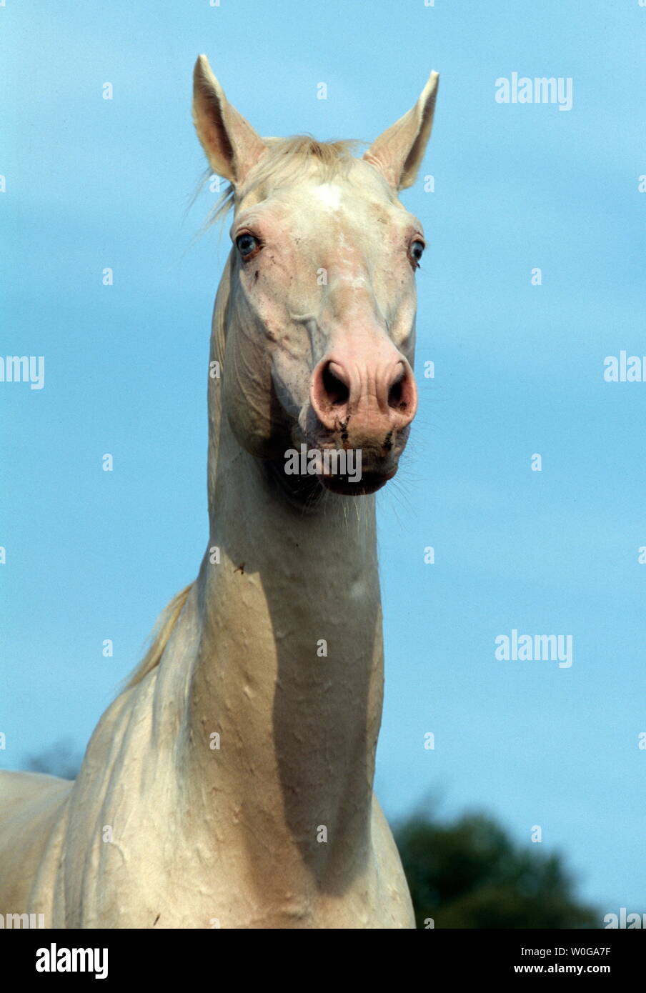 Achal teke horse kopulation hi-res stock photography and images - Alamy