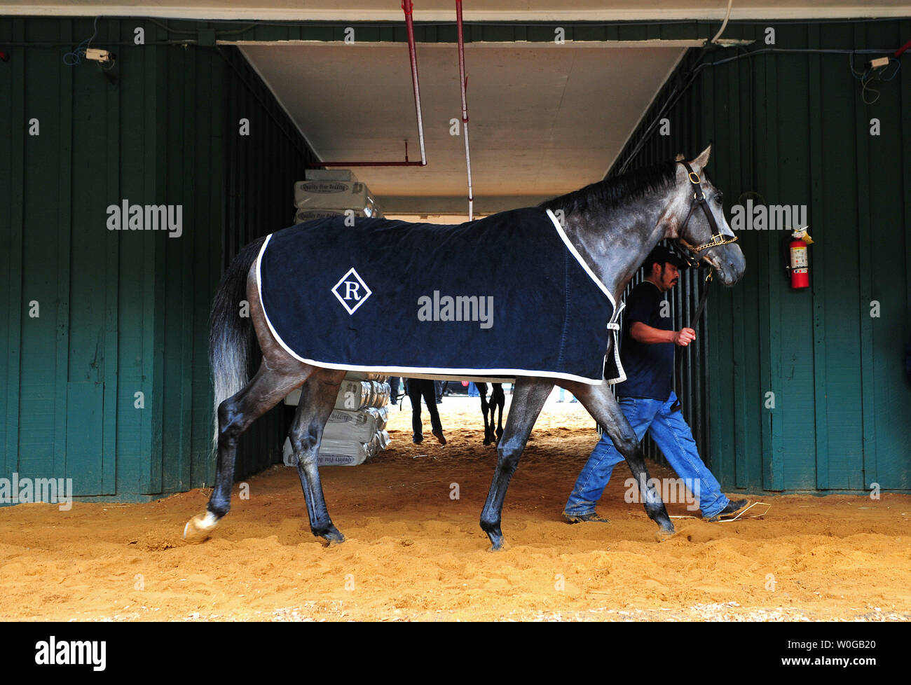 A horse is exercised in the stables hi-res stock photography and images ...