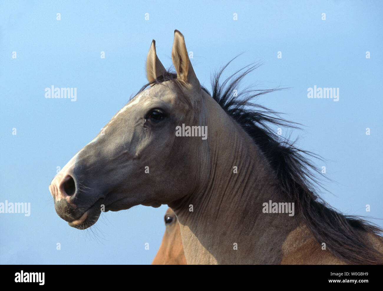 Achal teke horse kopulation hi-res stock photography and images - Alamy