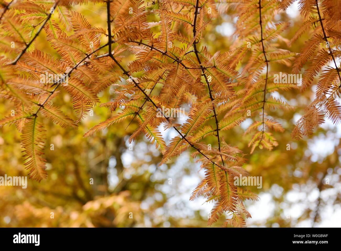 Willow fir trees hi-res stock photography and images - Alamy