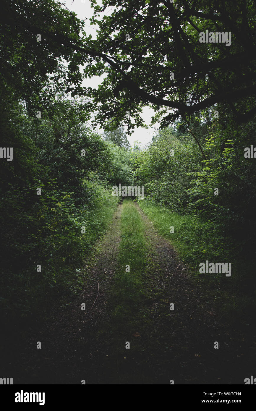 Dirt road through woods hi-res stock photography and images - Alamy