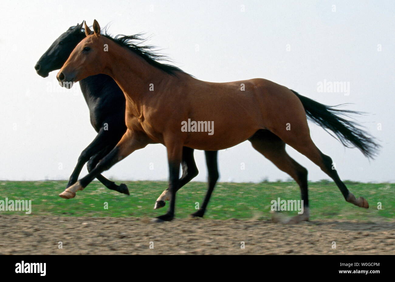 Beauty of achal teke horse hi-res stock photography and images - Alamy