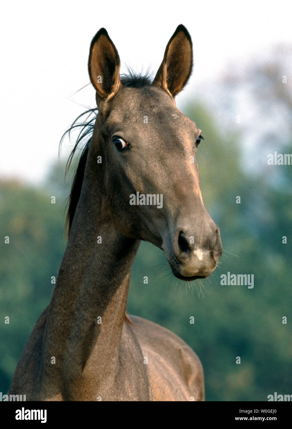 Achal teke horse kopulation hi-res stock photography and images - Alamy