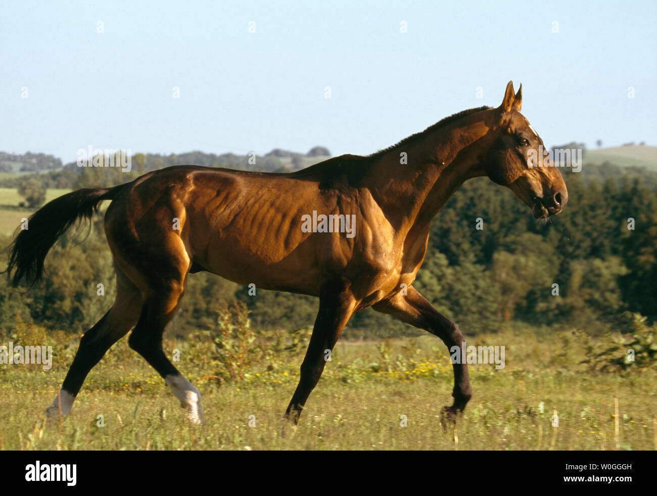 ACHAL TEKE HORSES Stock Photo - Alamy