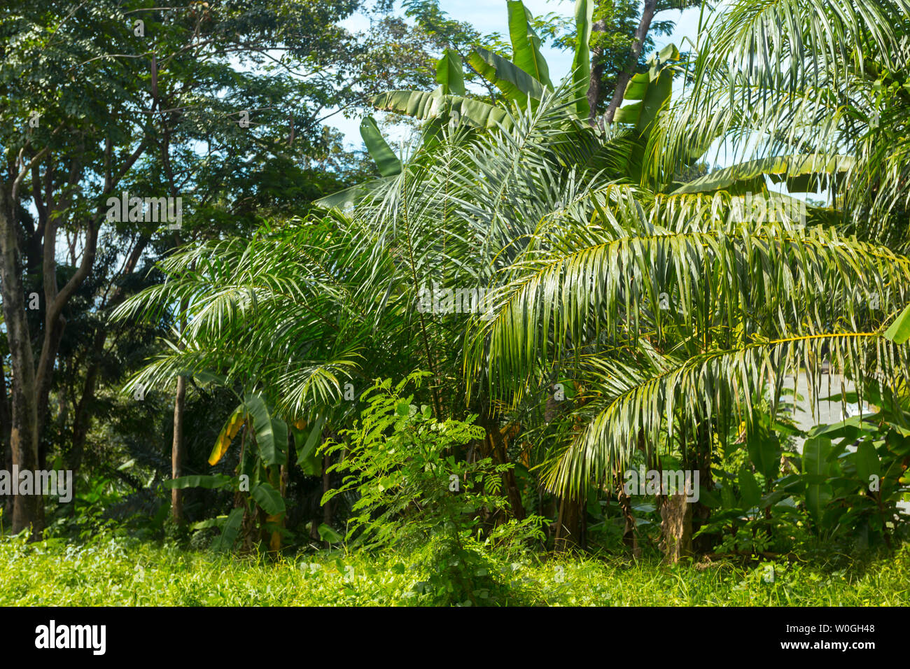Tropical forest, trees Stock Photo - Alamy