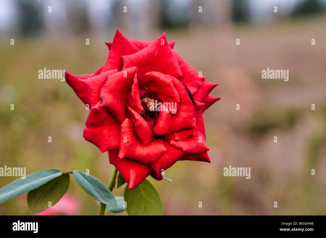 Moonflower plants hi-res stock photography and images - Alamy