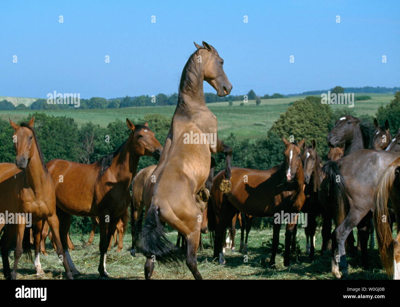 Achal teke horse kopulation hi-res stock photography and images - Alamy