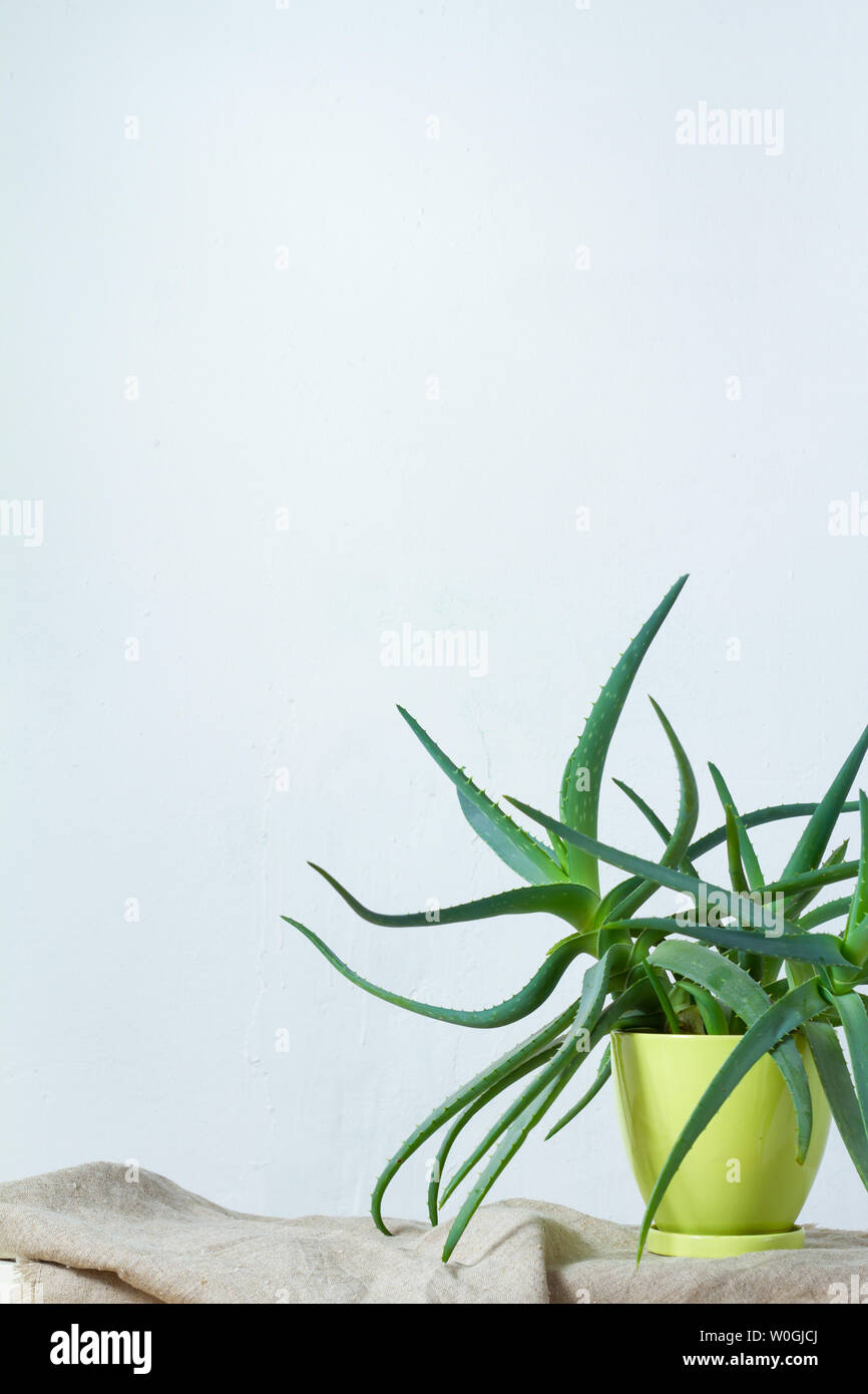 A large aloe plant in a light green pot stands on natural fabric on ...