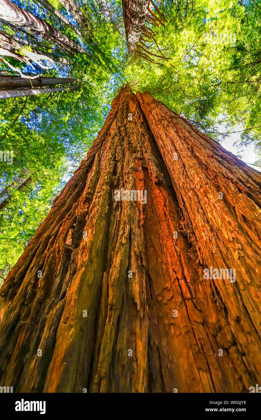 Redwood tree size hi-res stock photography and images - Alamy