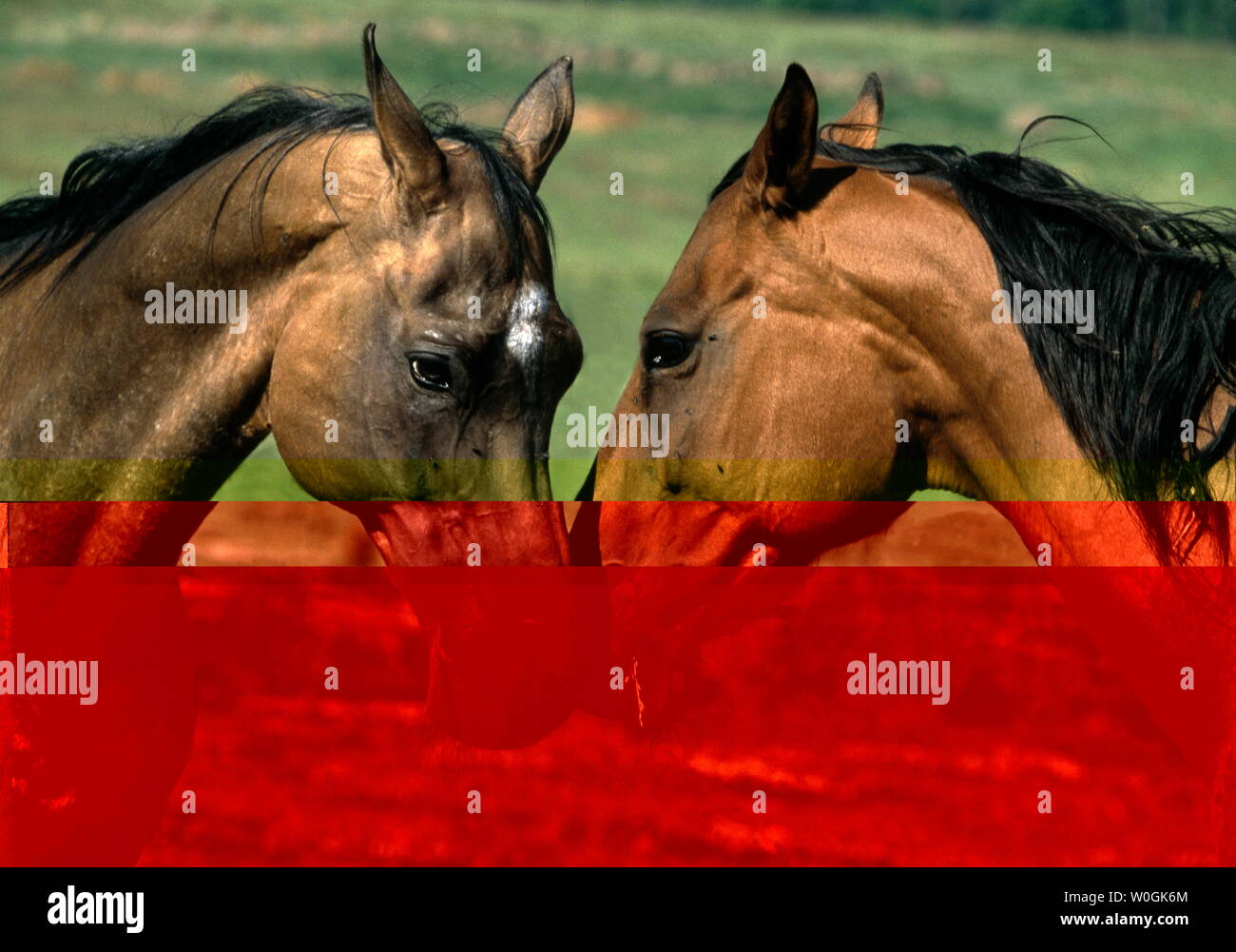 Achal Teke Horse Kopulation High Resolution Stock Photography and ...