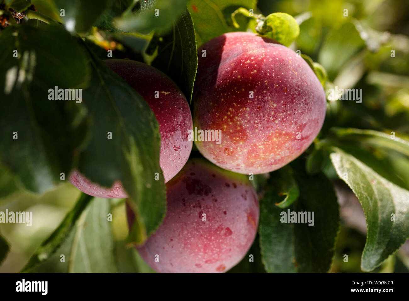 Plum fruits ripening in the branch of the fruit tree, at orchard ...