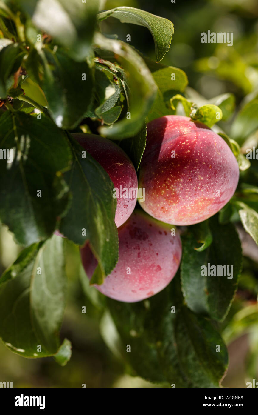 Plum tree prunus domestica detail hi-res stock photography and images ...