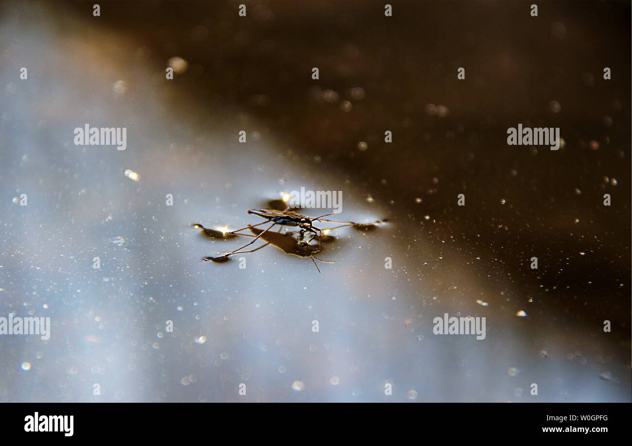 Striders walk hi-res stock photography and images - Alamy