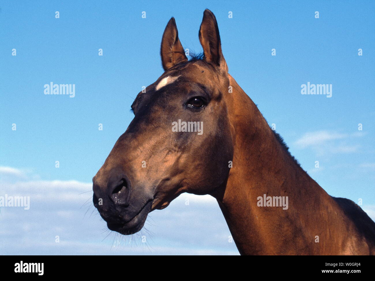 Achal teke horse kopulation hi-res stock photography and images - Alamy