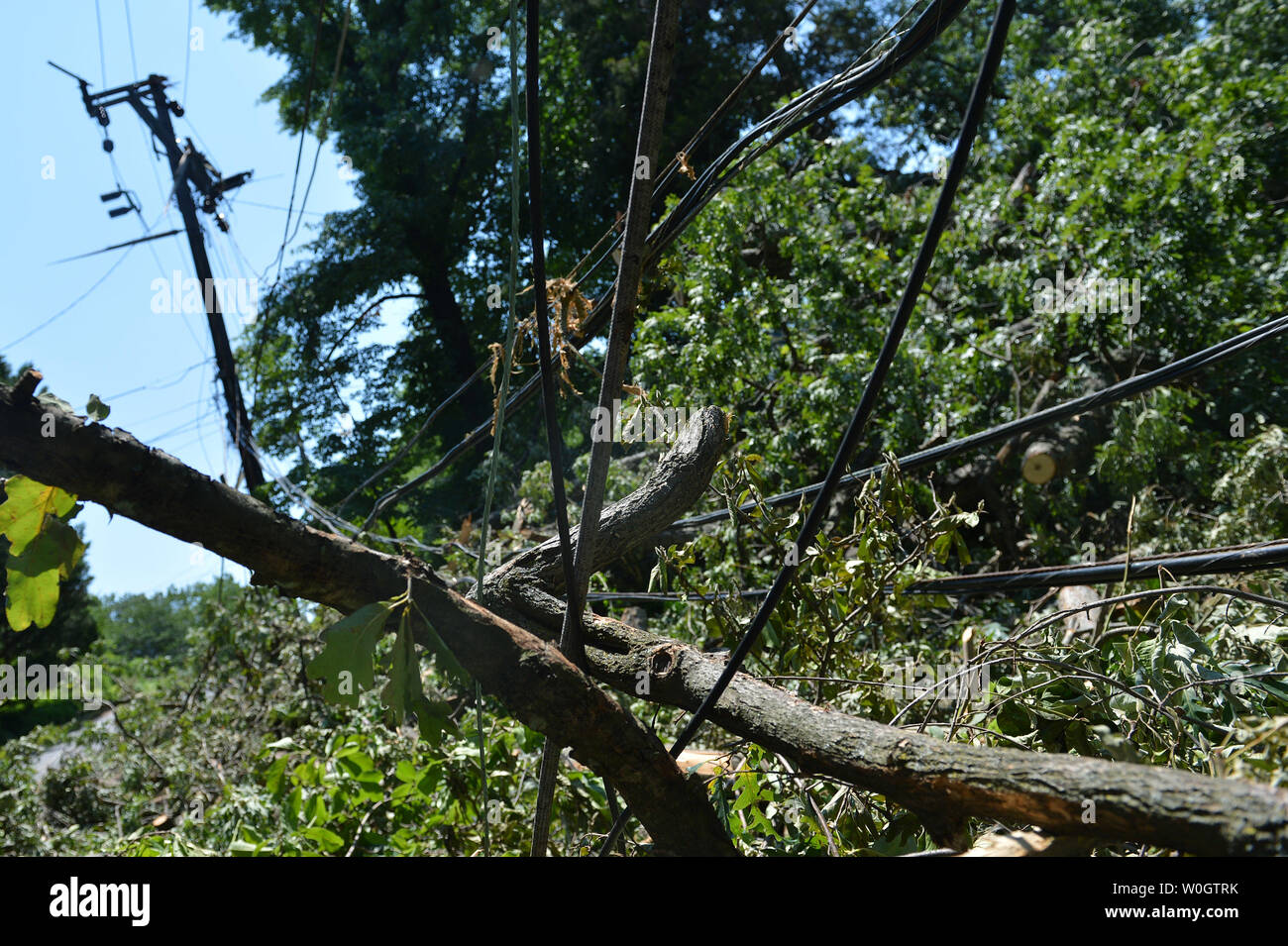 A mangled mess of tree limbs and wires are seen in the aftermath of ...