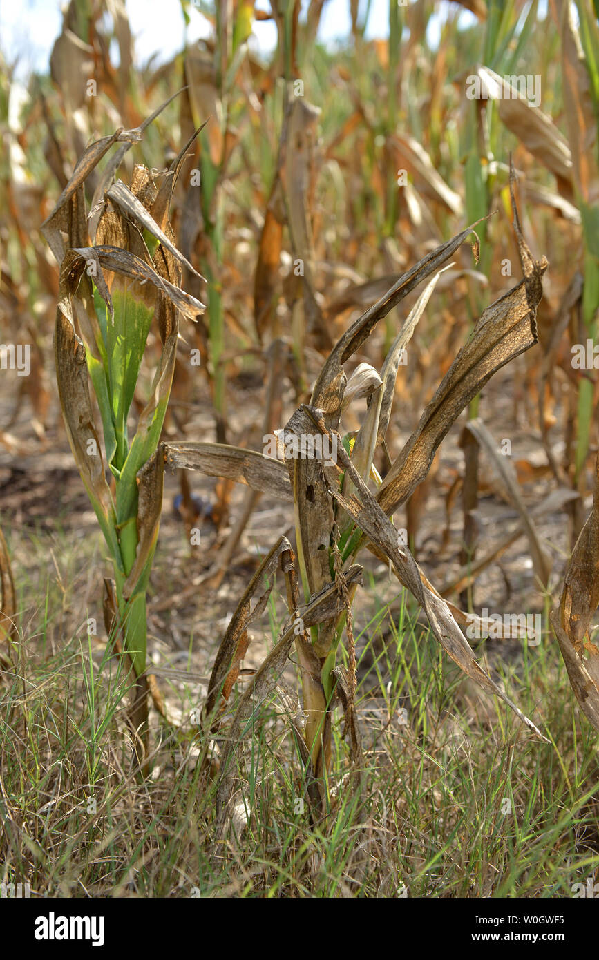 Crop suffers hi-res stock photography and images - Alamy