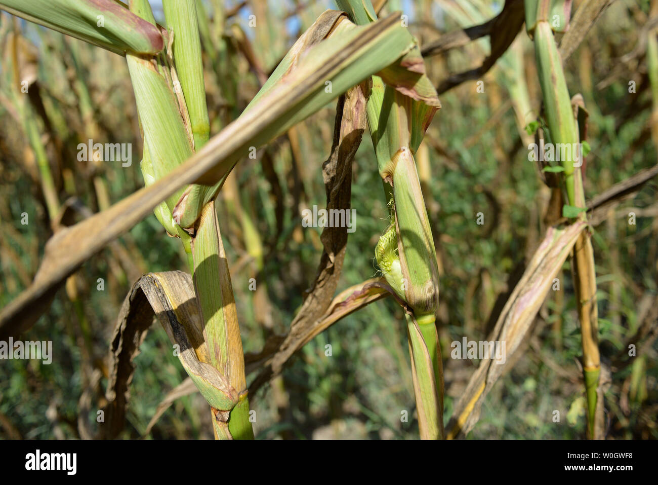Stunted corn plants are seen on August 6, 2012 in Ridgely, Maryland ...