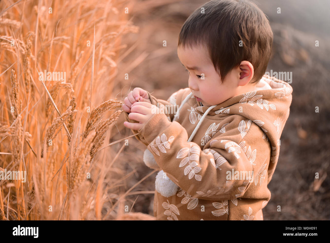 Boy in rice field hi-res stock photography and images - Alamy