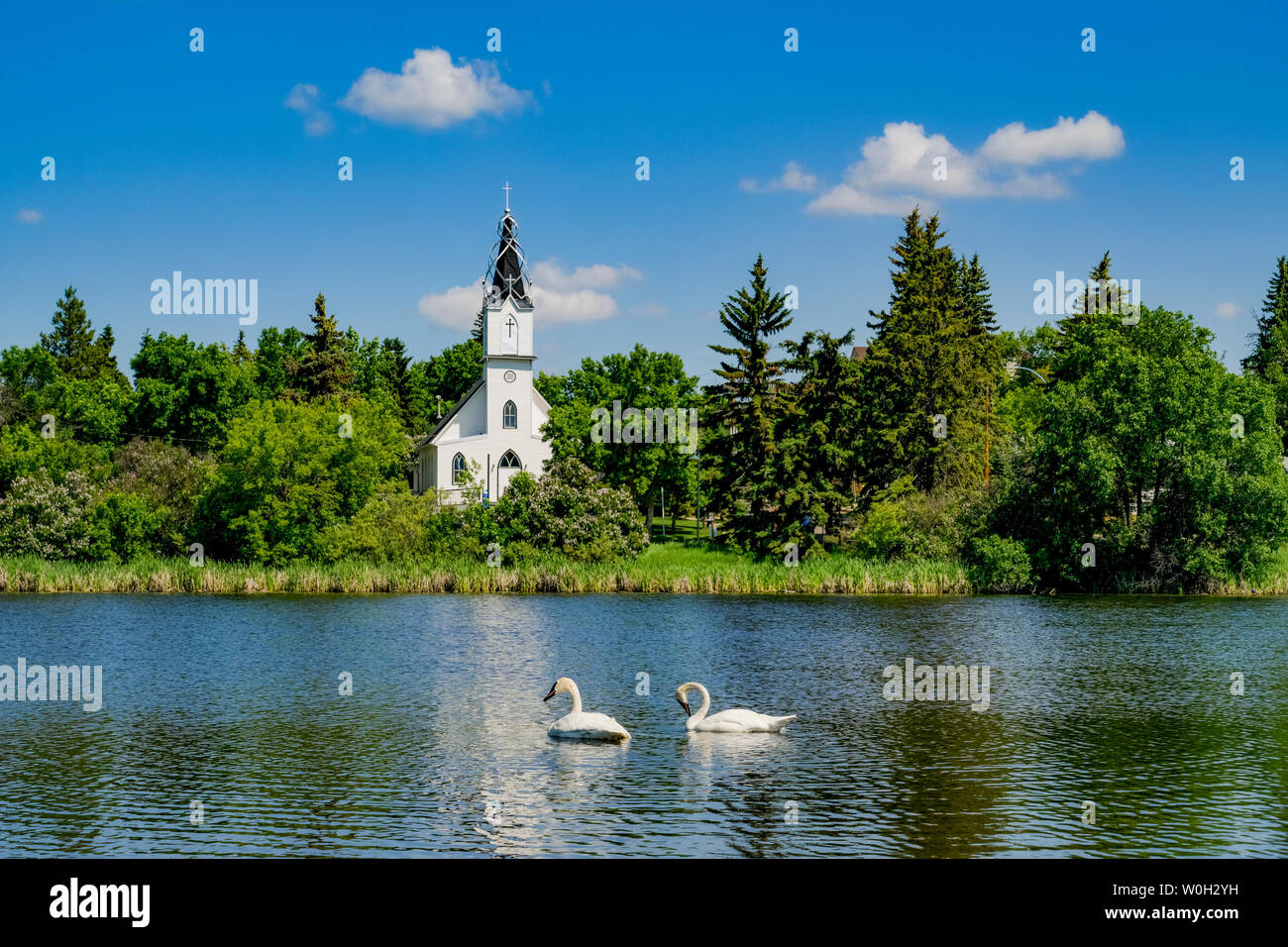 Pair of Tundra swans and Ukrainian Catholic Church, Mirror Lake ...