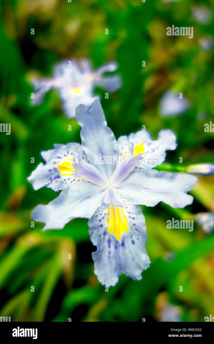 Iris material hi-res stock photography and images - Alamy
