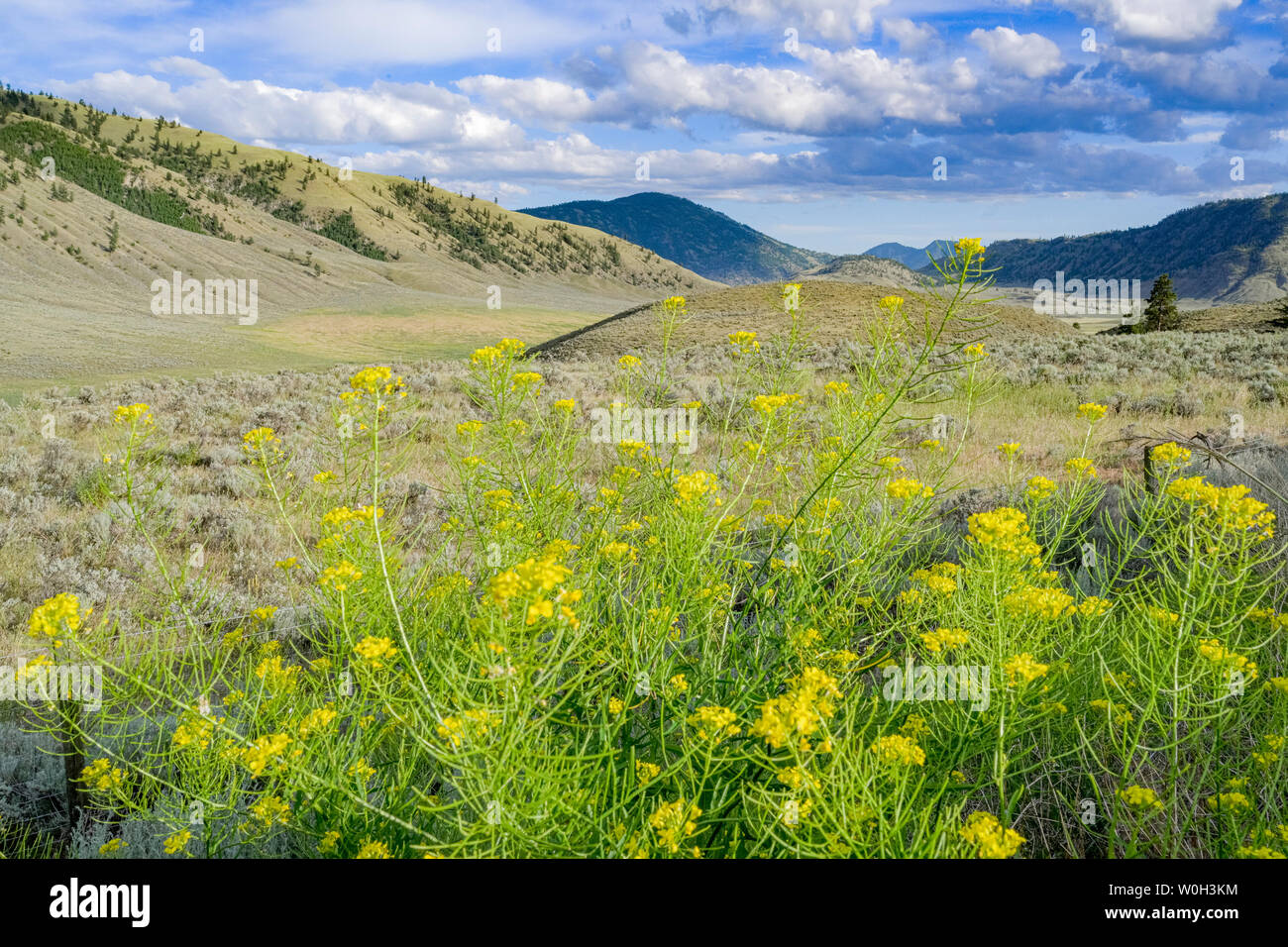 South Okanagan Grasslands, British Columbia, Canada Stock Photo - Alamy