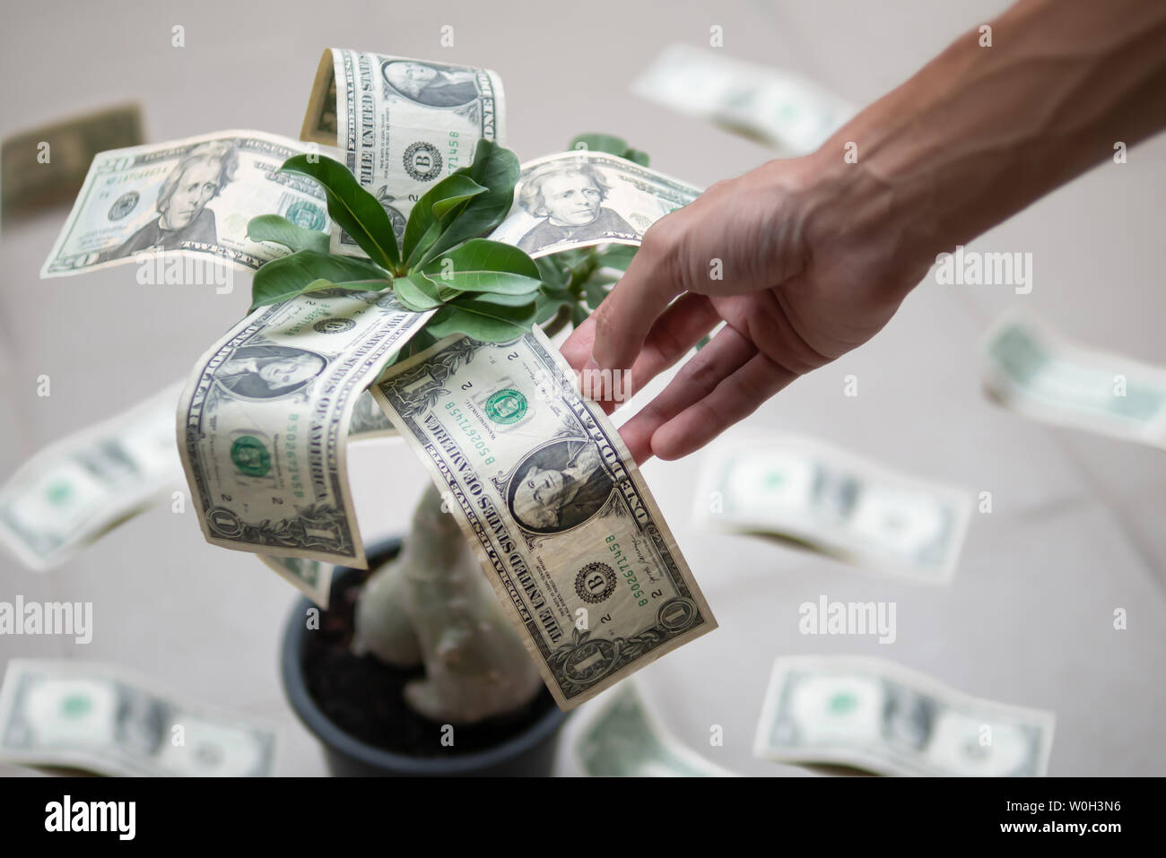 Tree rich bank hi-res stock photography and images - Alamy