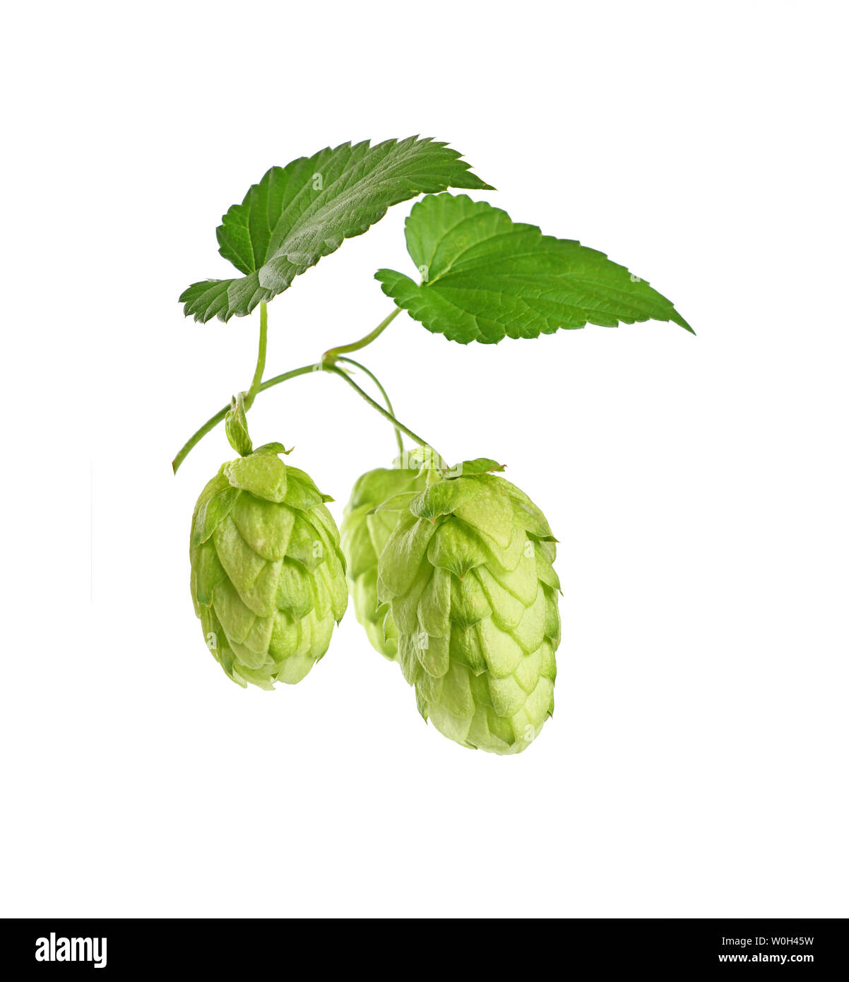 Close up group of fresh green hop cones on branch with leaf, ingredient ...