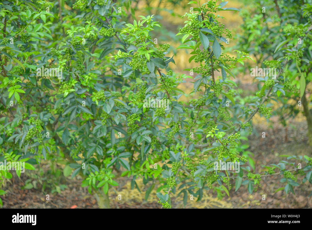 Pepper rattan pepper branch close-up HD large picture Stock Photo - Alamy