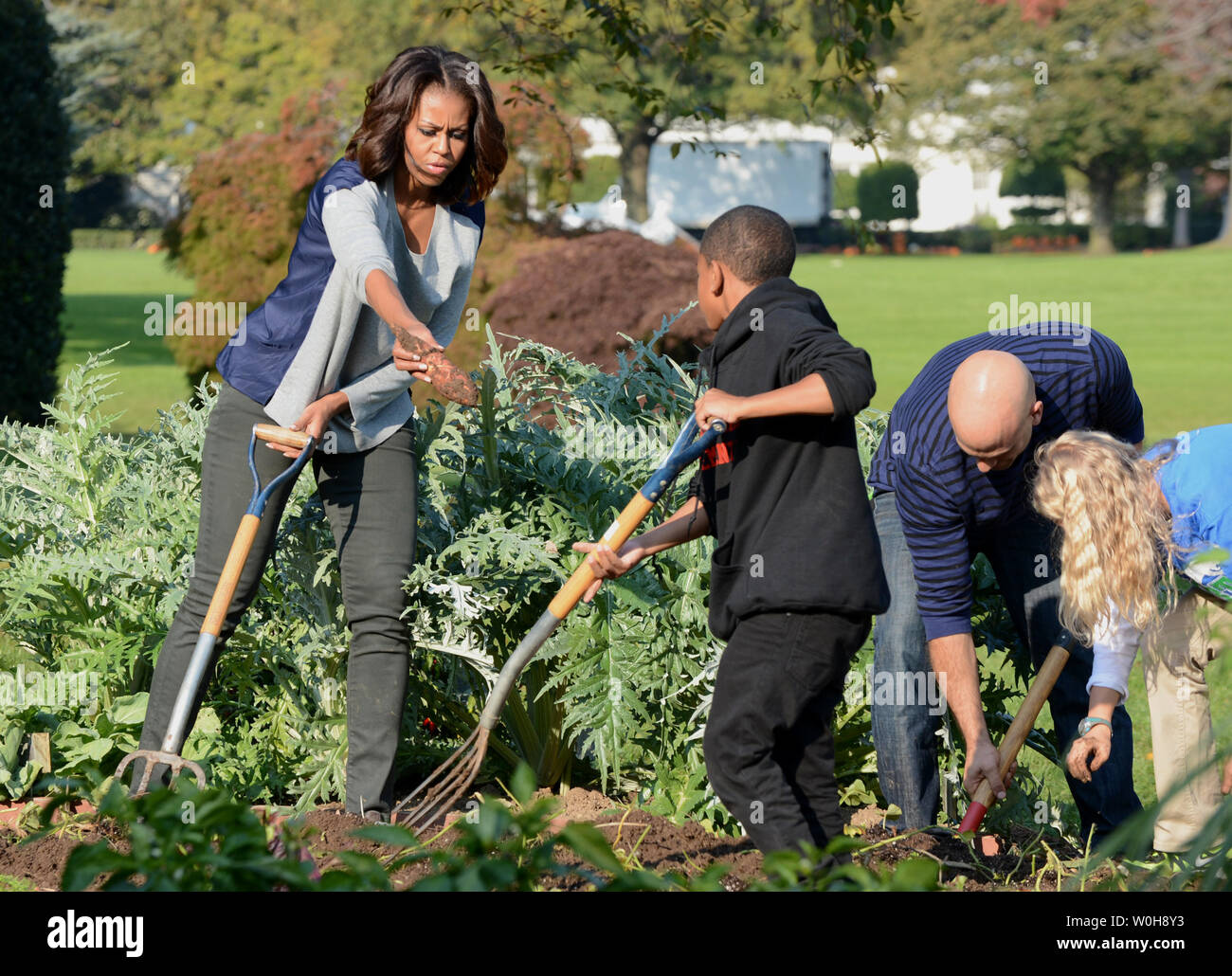 First Lady Michelle Obama uses a pitchfork to dig up sweet potatoes as ...