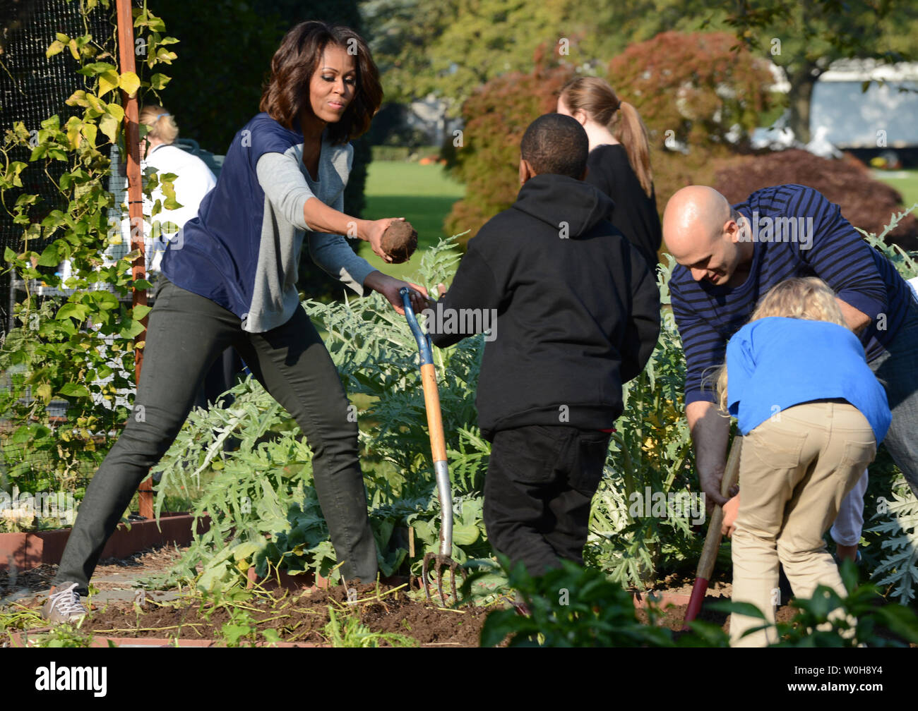 First Lady Michelle Obama uses a pitchfork to dig up sweet potatoes as ...