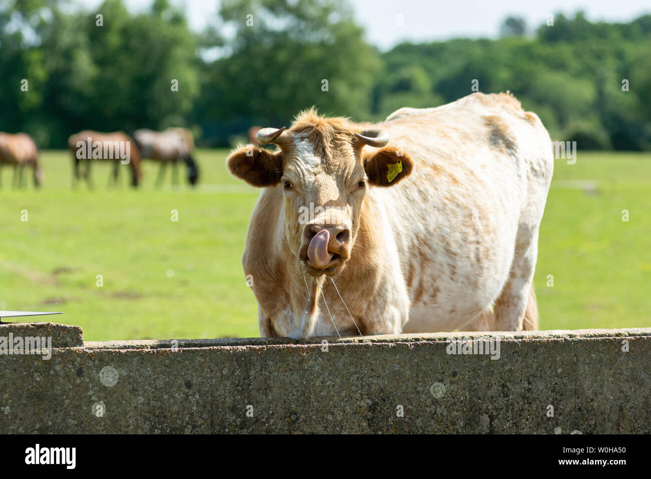 Cow drinking water from a trough in a heatwave and dribbling, Stoney ...