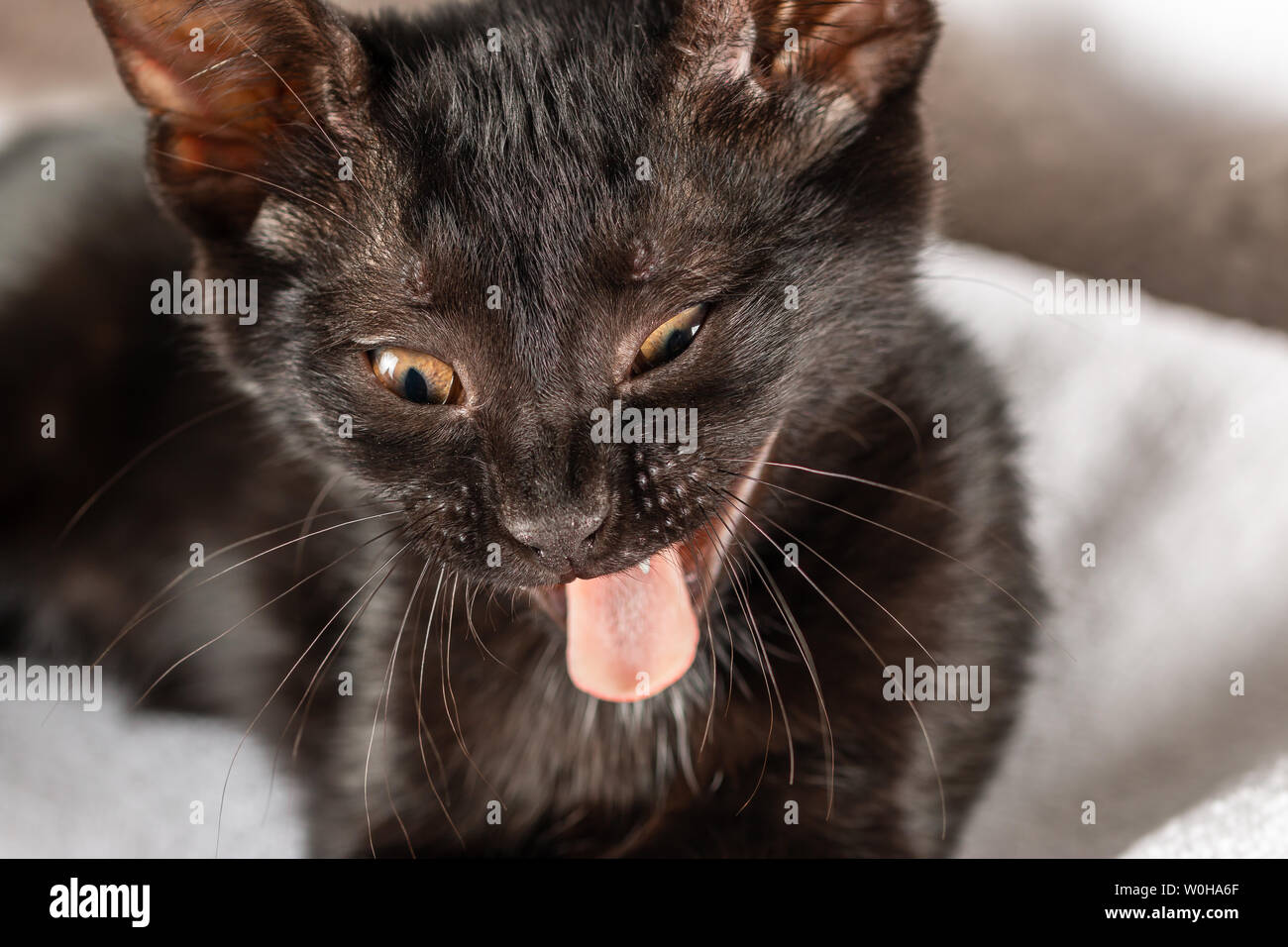 Kitten Yawning High Resolution Stock Photography and Images - Alamy